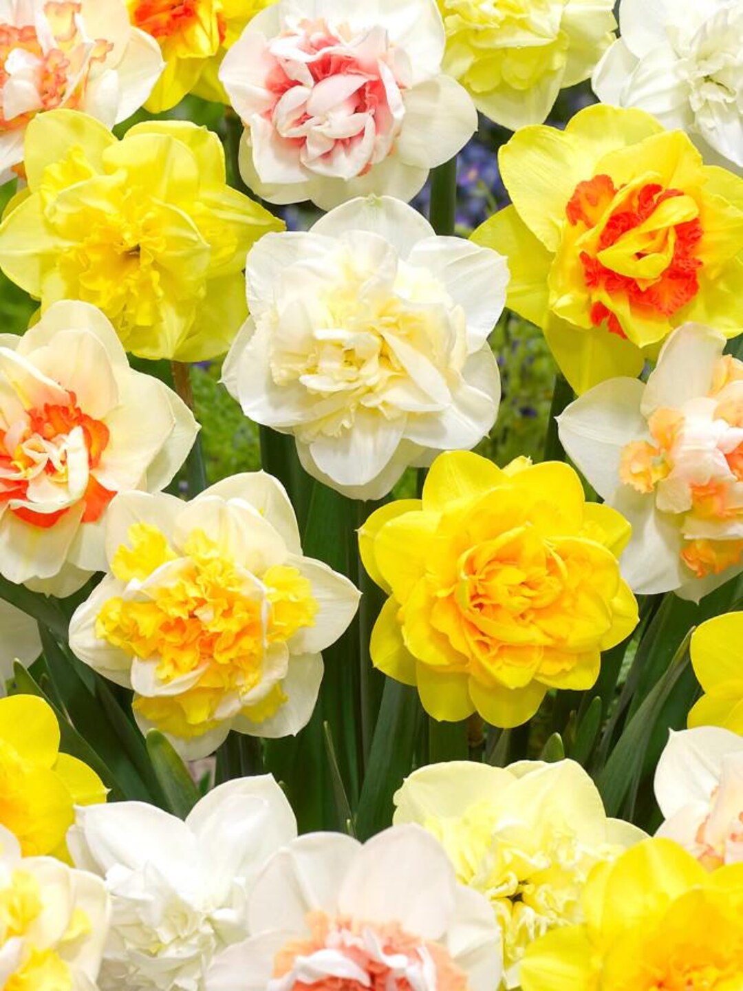 10 Bulbs - Double Daffodil Mix - Multi-layered Petals - Narcissus ...