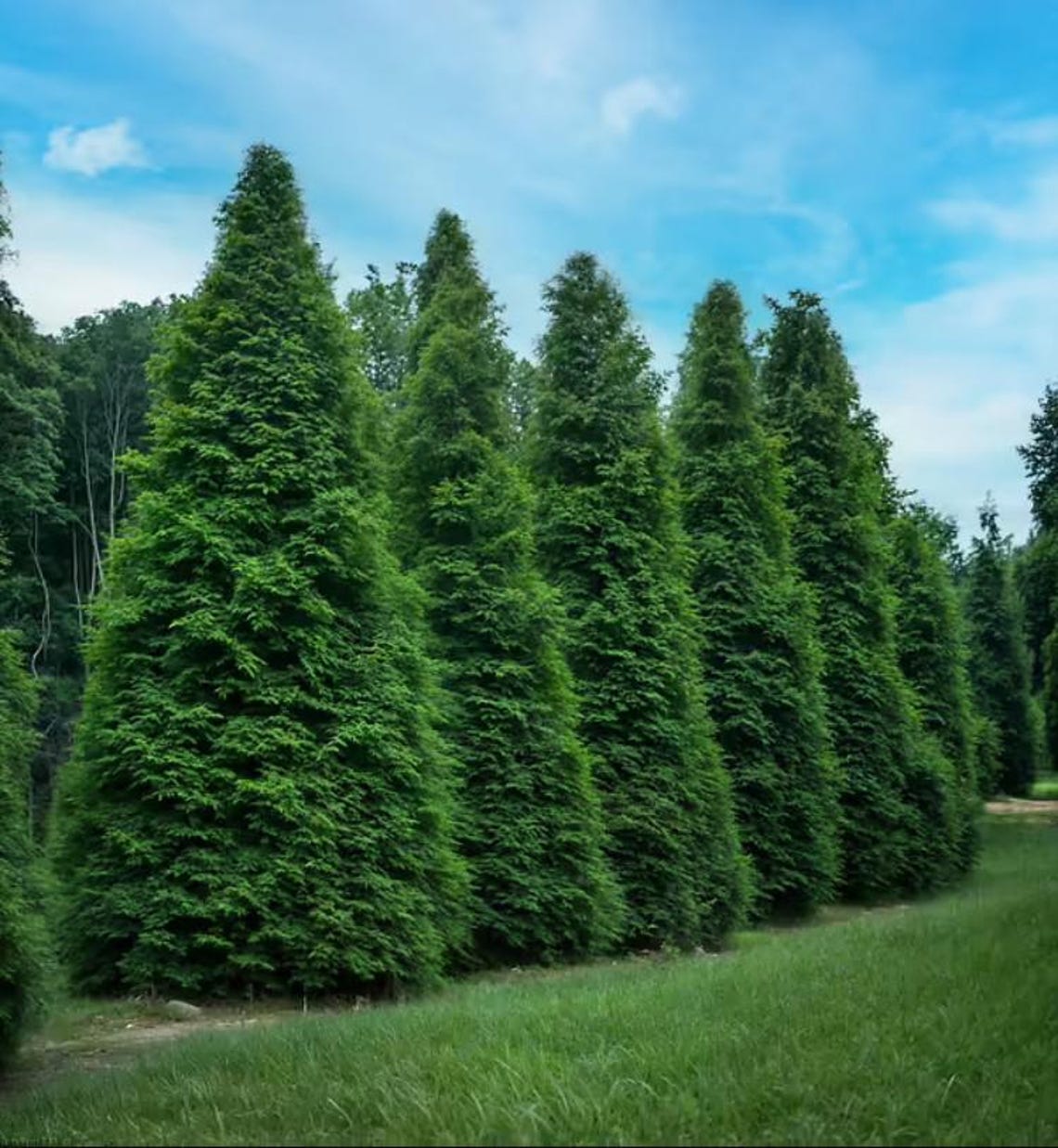 Thuja Green Giant Arborvitae Live Tree - 18-24" Tall - 1gal Pot - Thuja ...