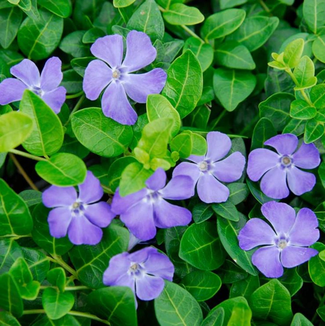 Vinca Minor Vine Evergreen Groundcover Live Plant - 4" Pot - Violet ...