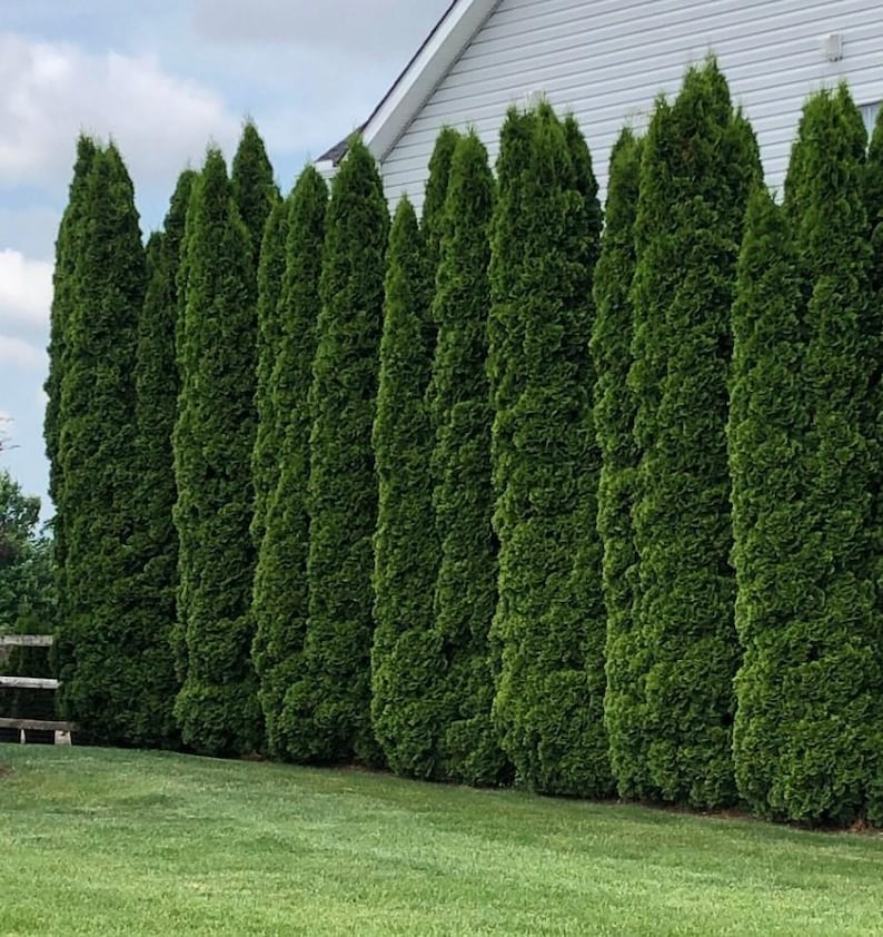Emerald Green Arborvitae Live Tree - 12-18" Tall - 1 Gallon Pot - Thuja ...