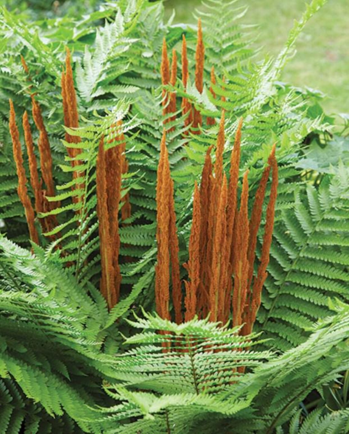 10 Cinnamon Fern Rhizomes With No Leaf - Osmunda Cinnamomea - Perennial ...