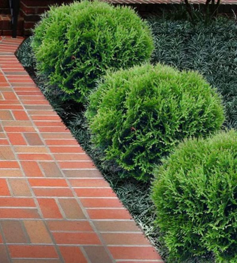 Little Giant Dwarf Arborvitae Live Tree - 6" Tall - 1qt Pot - Thuja ...