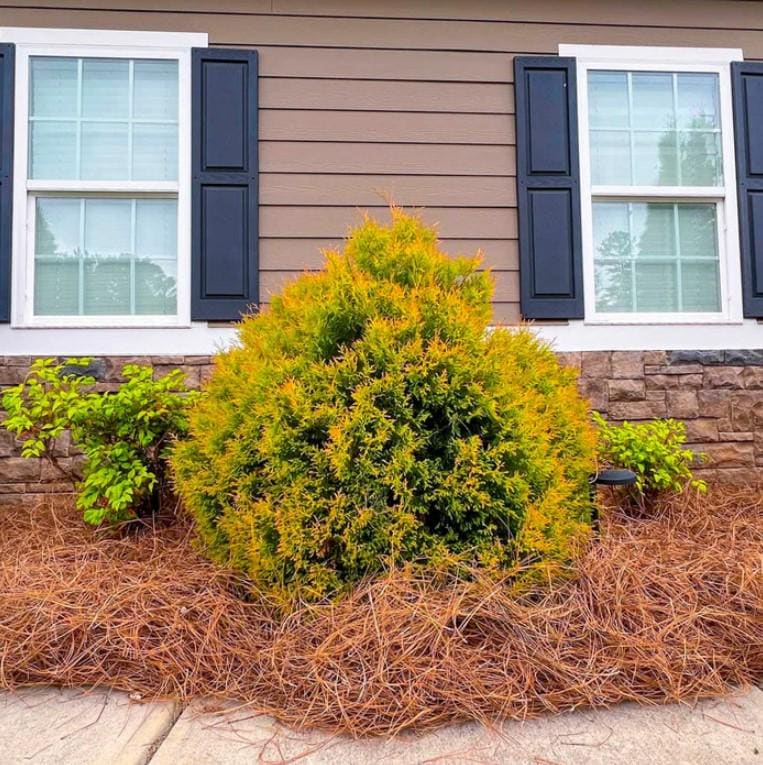 Fire Chief Globe Arborvitae Live Tree - 6" Tall - 1qt Pot - Thuja ...