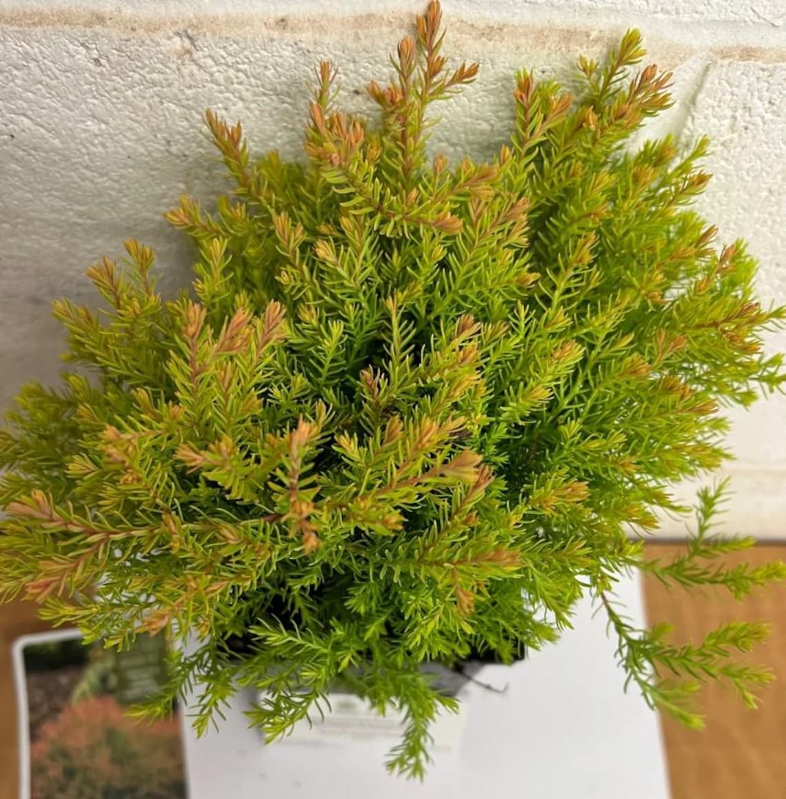 Fire Chief Globe Arborvitae Live Tree - 6" Tall - 1qt Pot - Thuja ...
