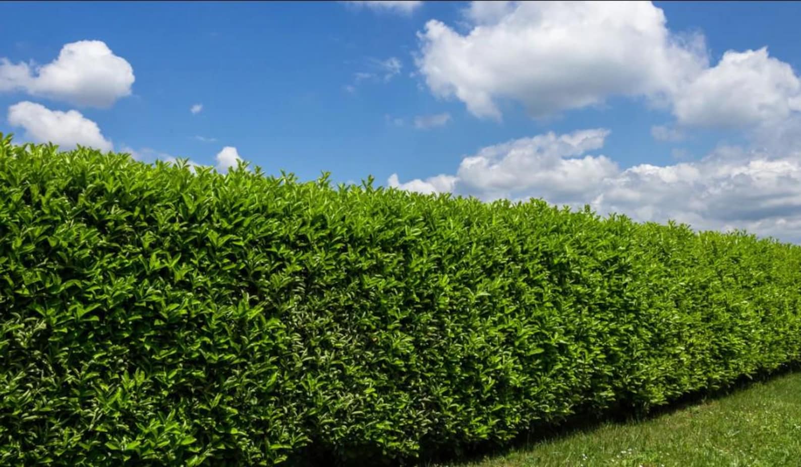 Set 2 Schip Laurel Live Plants - 6-10in Tall - 3in Pot - Skip Laurel ...