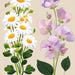 Daisy & Sweet Pea Floral Print | April Birth Flowers (digital Download ...