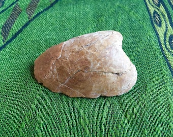 Petrified shell | Etsy