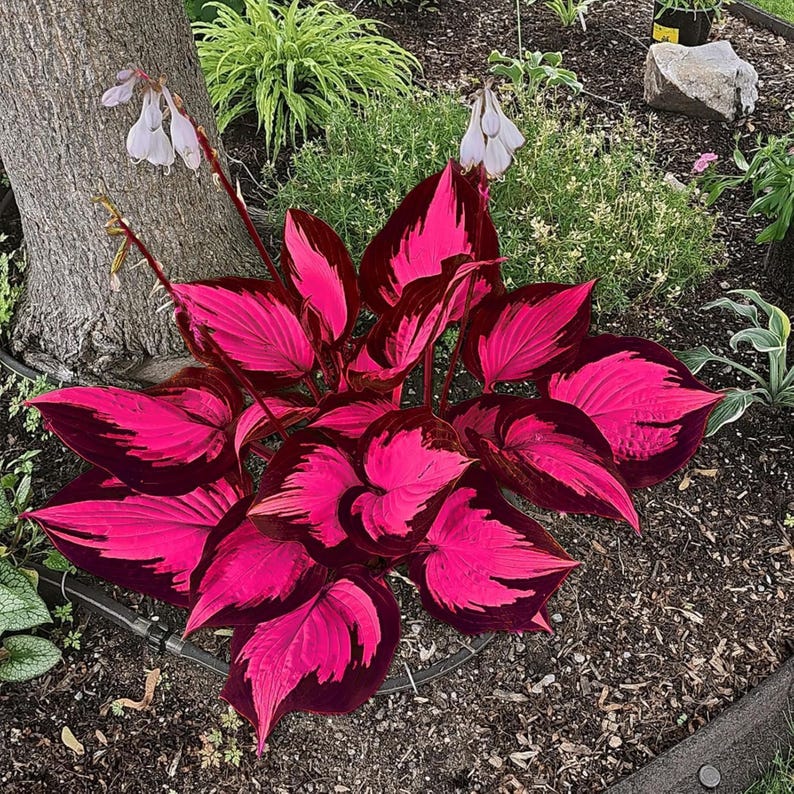 100+ Dark Red Hosta Seeds Perennial Shade Garden Plant - Etsy