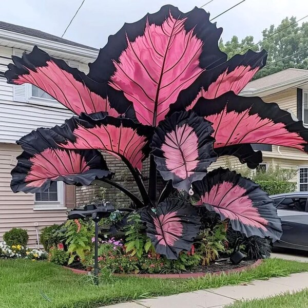 Purple Hosta Plant - Etsy