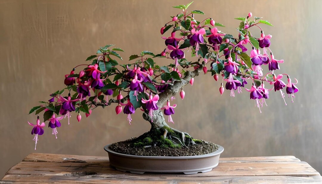 Fuchsia Gum Bonsai Tree Seeds: Rare Pink Blooms, Easy Grow (30 Seeds ...
