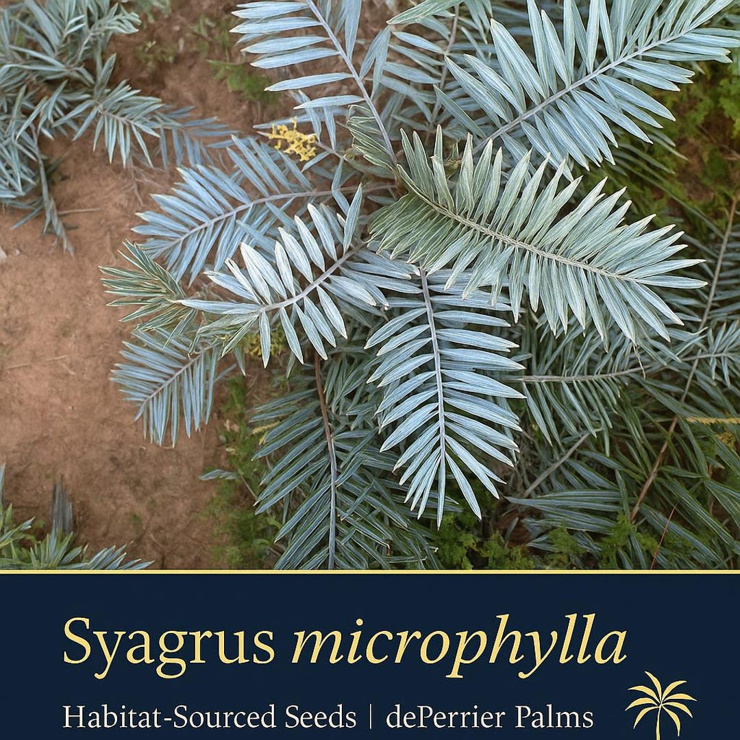 Syagrus Microphylla – Rare Palm Seeds Sourced From Habitat | Miniature ...
