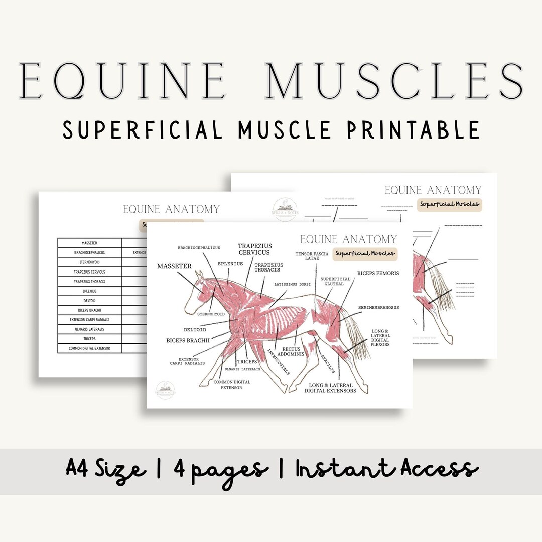 Equine Superficial Muscle Diagram and Info Pack | Horse Anatomy PDF ...