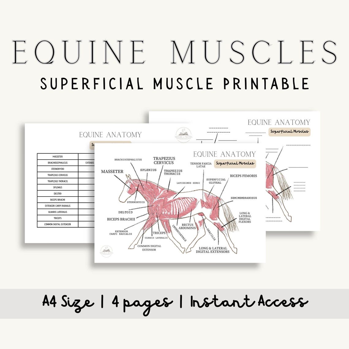 Equine Superficial Muscle Diagram and Info Pack | Horse Anatomy PDF ...