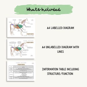 Equine Digestive System Diagrams and Info Pack | Horse Anatomy PDF ...