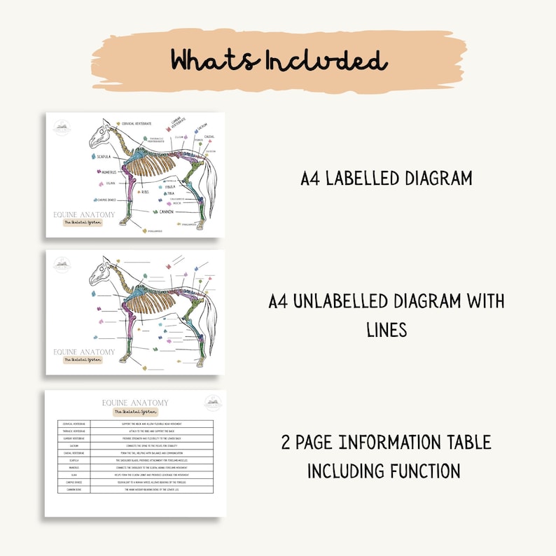 Equine Skeletal System Diagrams and Info Pack | Horse Anatomy PDF ...