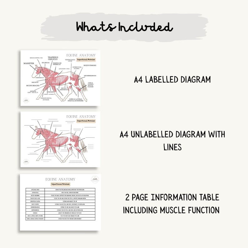 Equine Superficial Muscle Diagram and Info Pack | Horse Anatomy PDF ...