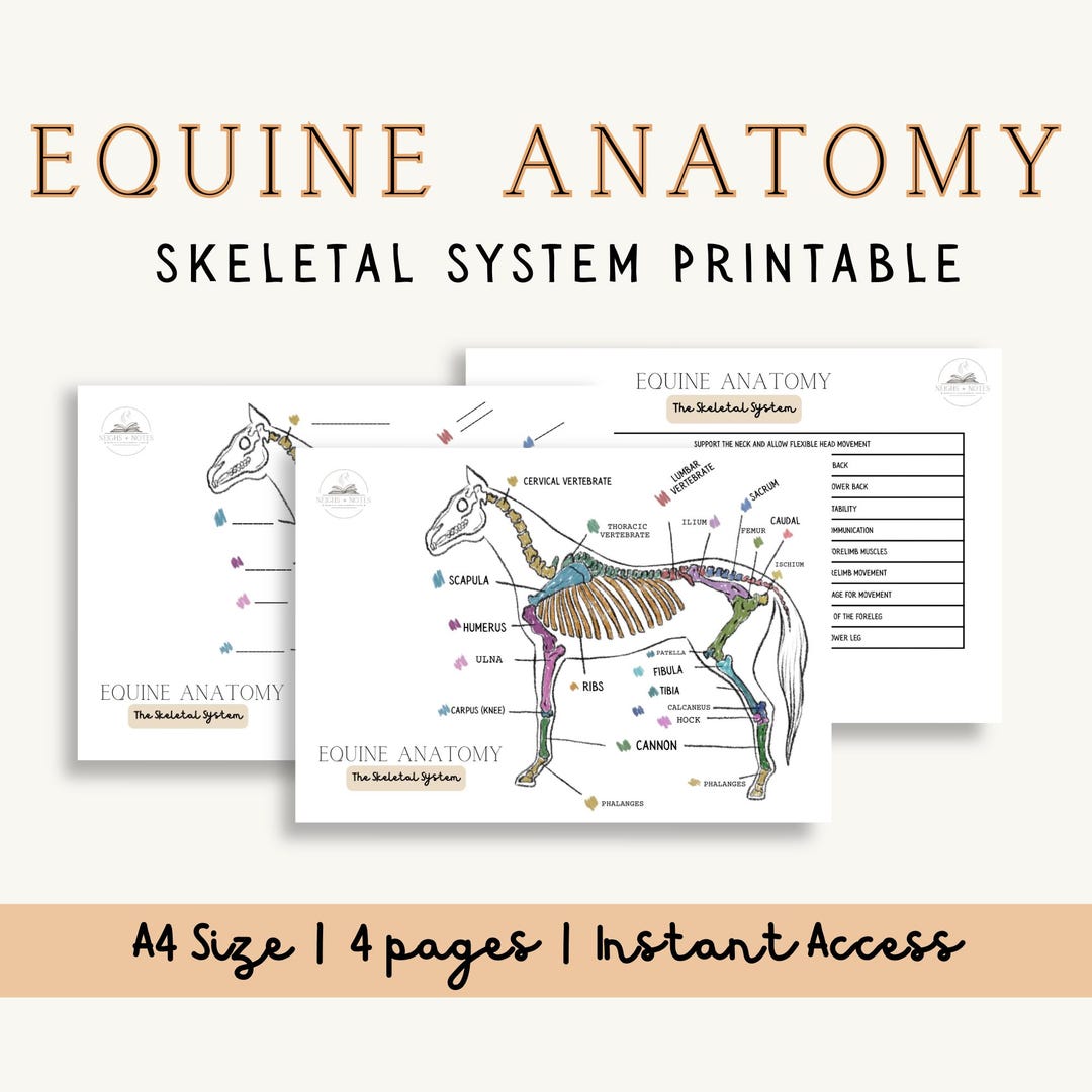 Equine Skeletal System Diagrams and Info Pack | Horse Anatomy PDF ...