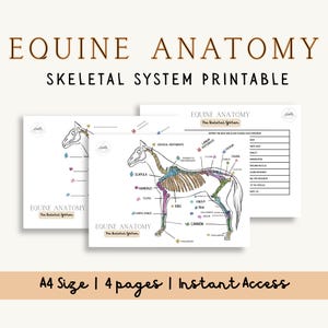 Equine Skeletal System Diagrams and Info Pack | Horse Anatomy PDF ...