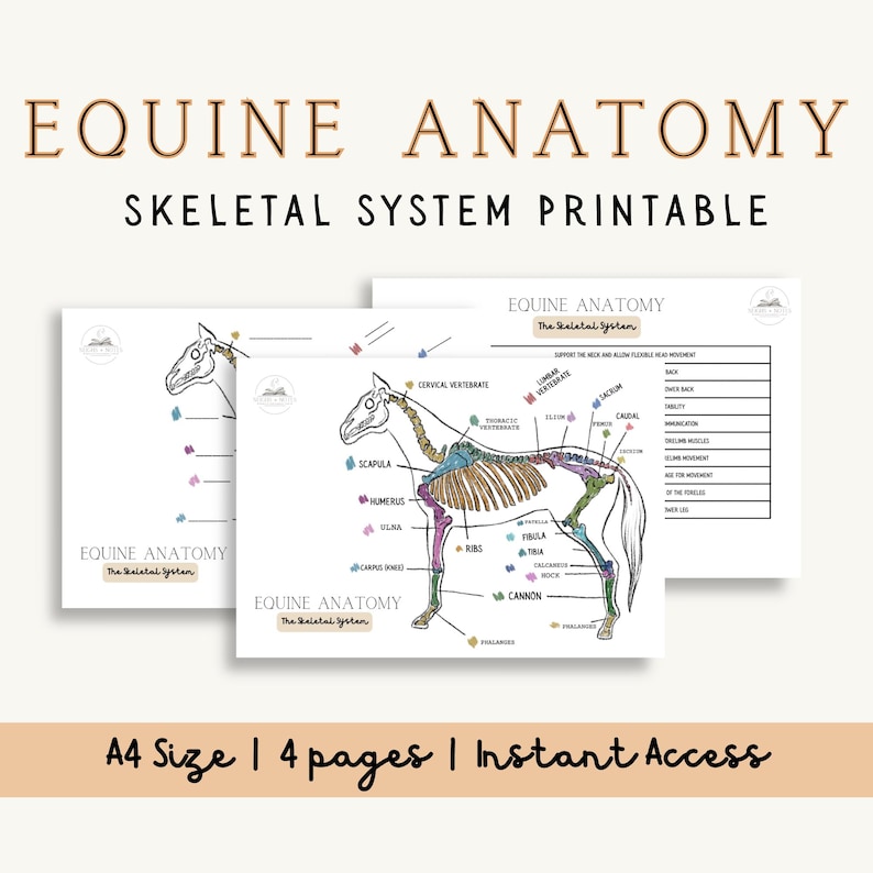 Equine Skeletal System Diagrams and Info Pack | Horse Anatomy PDF ...