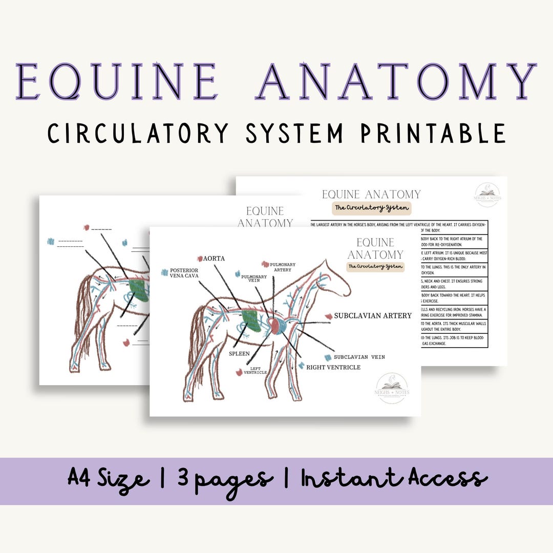 Equine Circulatory System Diagrams and Info Pack | Horse Anatomy PDF ...