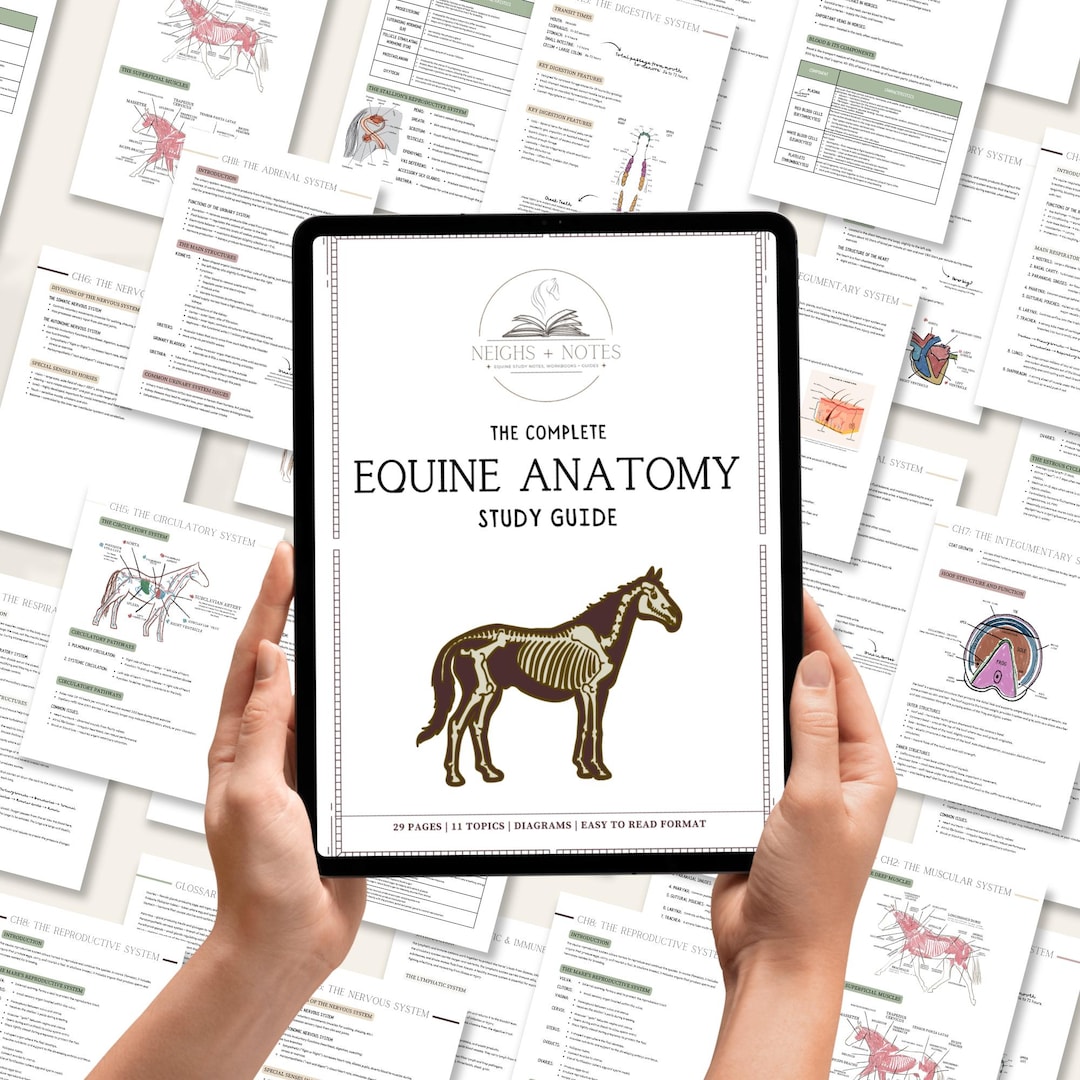 Equine Anatomy Study Guide | Vet Student Notes, Horse Science Printable ...