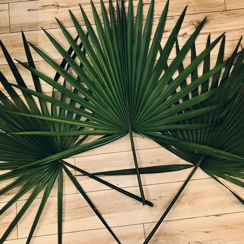 Palm Leaf Fans - Etsy