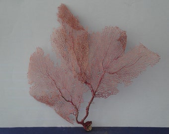 Pink Sea Fan | Etsy