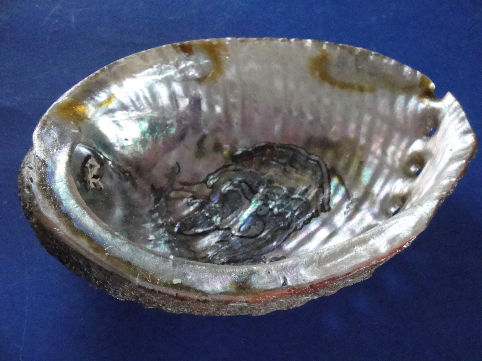 Conchas Marinas Concha 5.2 Concha Verde Abulón. India. | Etsy