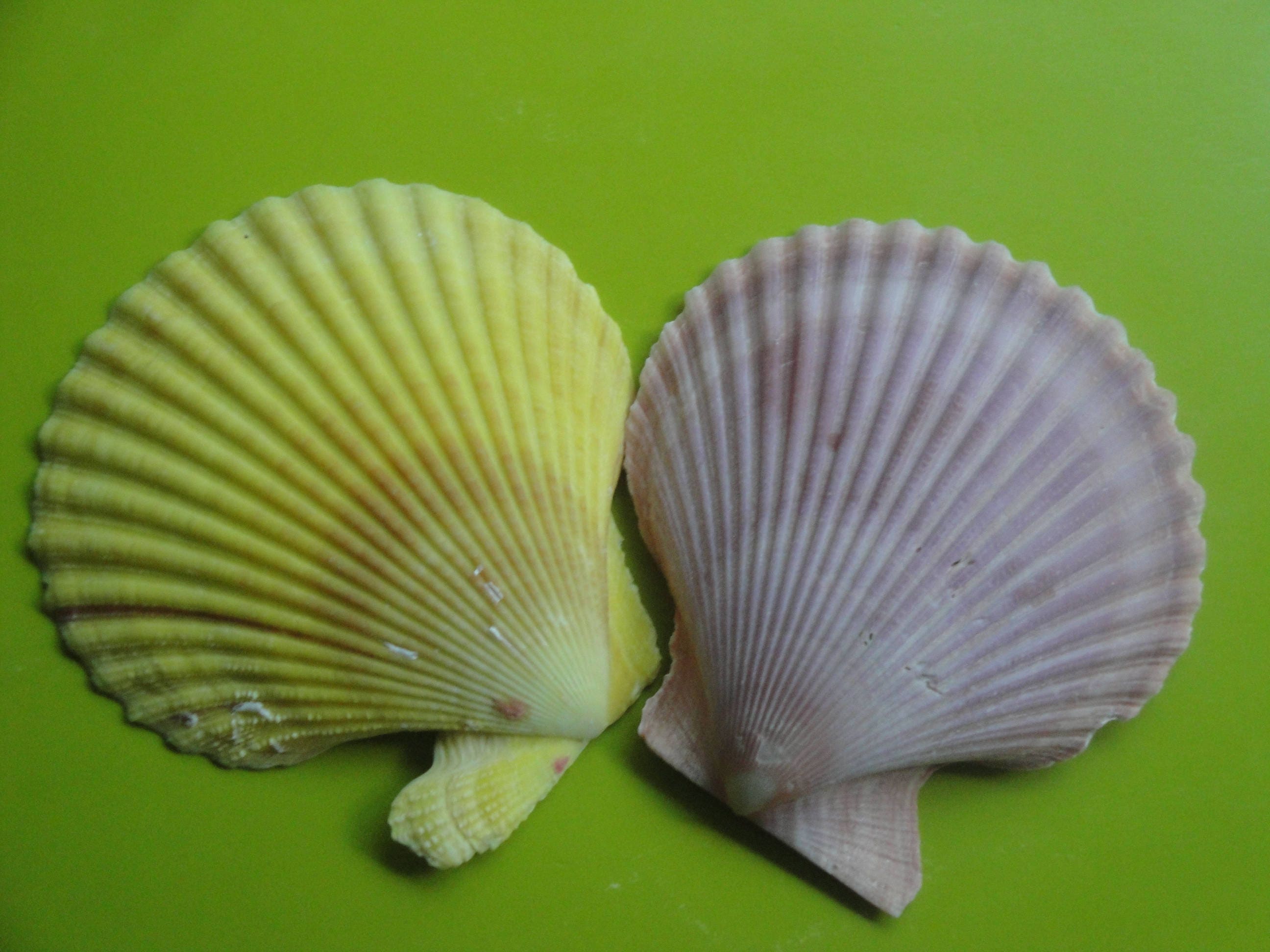 Sea Shell Seashells Pecten Nobilis Shell. Set of Two - Etsy