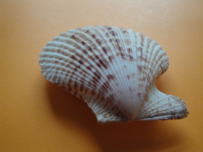 Sea Shell Seashells 3 Pecten Nobilis Pair Shell Striped - Etsy
