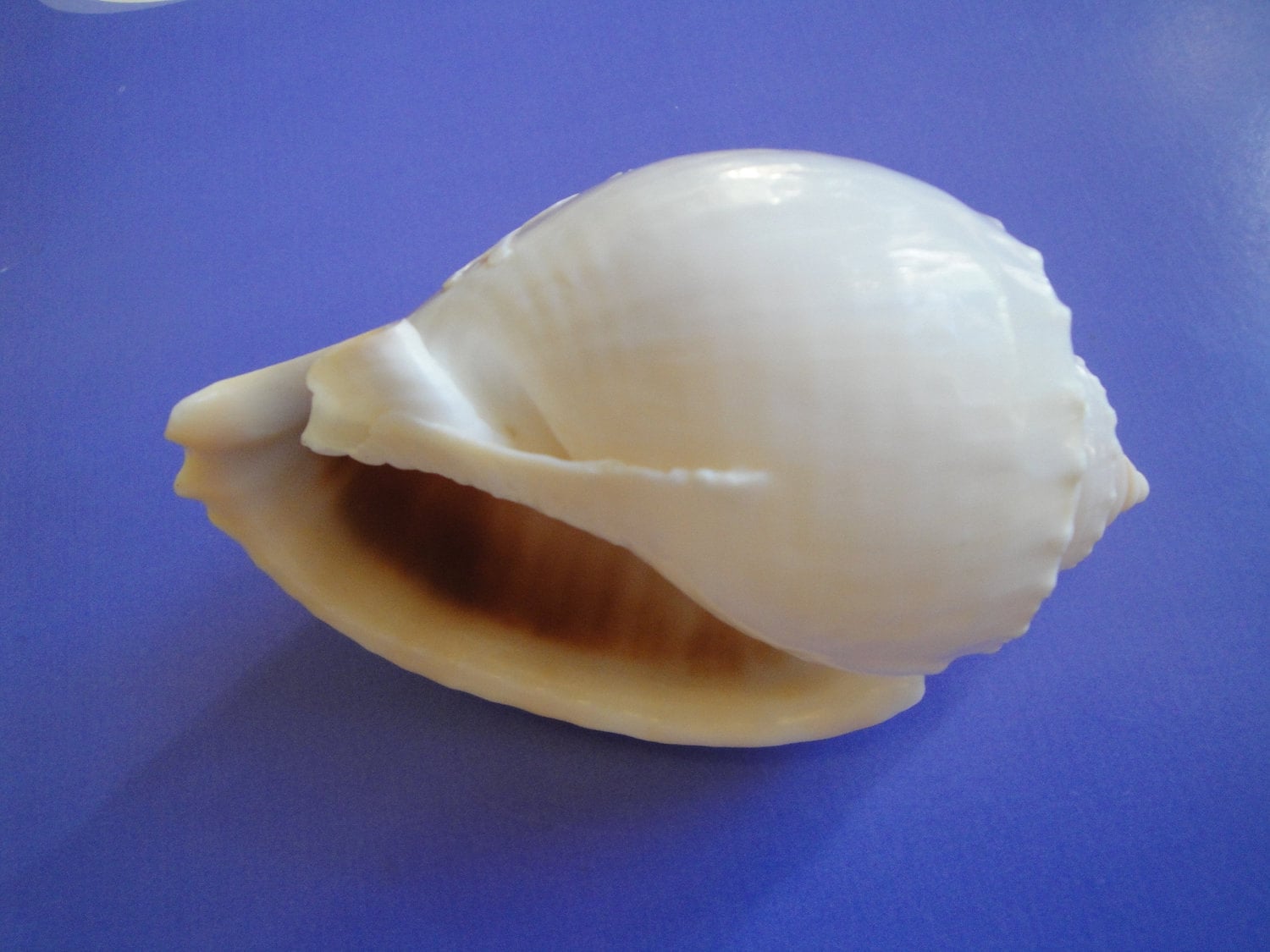 Sea Shell Zodiac Libra Carved Bonnet Shell 3.6 India - Etsy