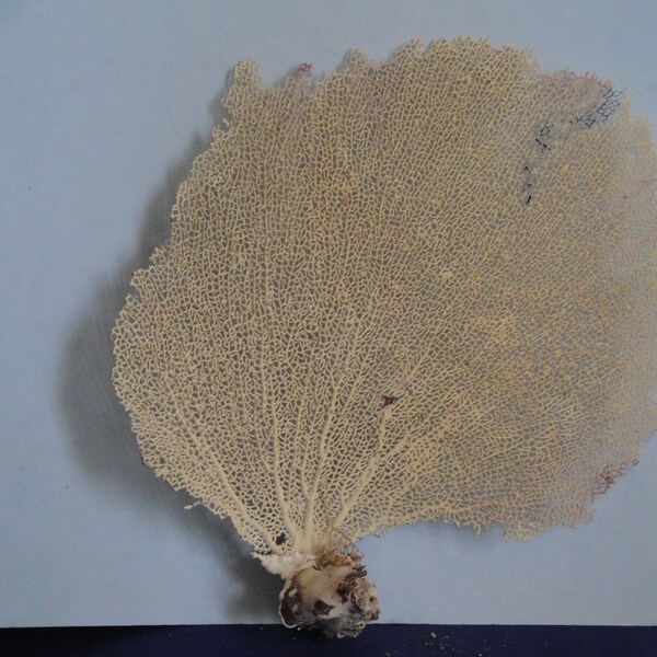 seashells11035 - Etsy