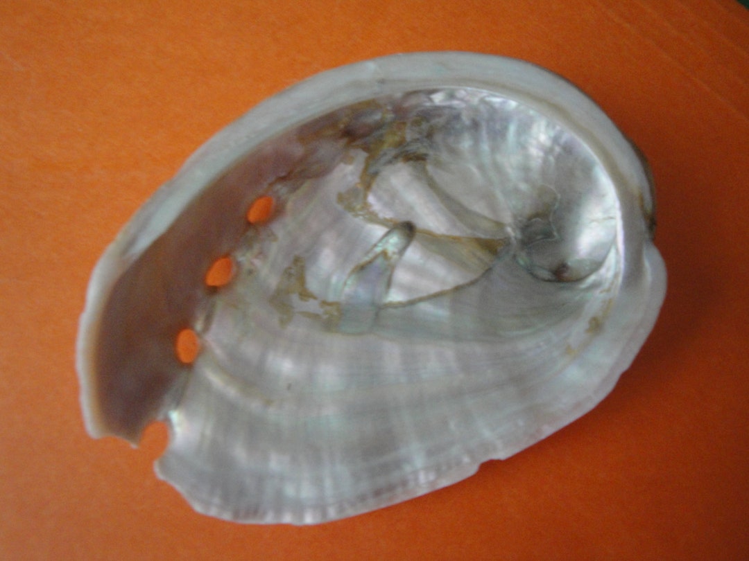 Sea Shell Seashells 3" Red Abalone Shell - Etsy