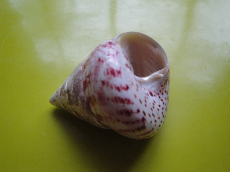 Sea Shell Seashells 2.5" Polished Red Trochus Shell - Etsy