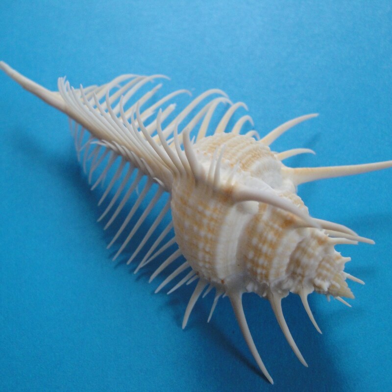 Murex Shell - Etsy