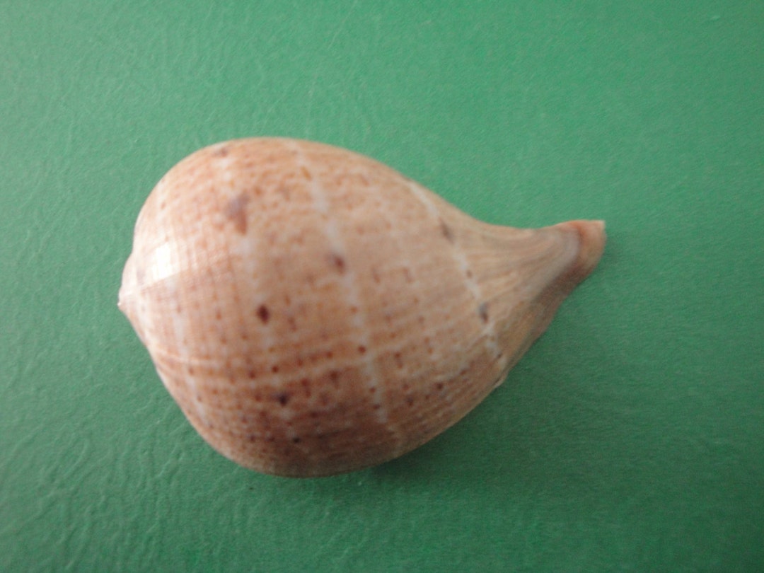 Sea Shell Seashells 2.5 Ficus Subintermedia Shell - Etsy