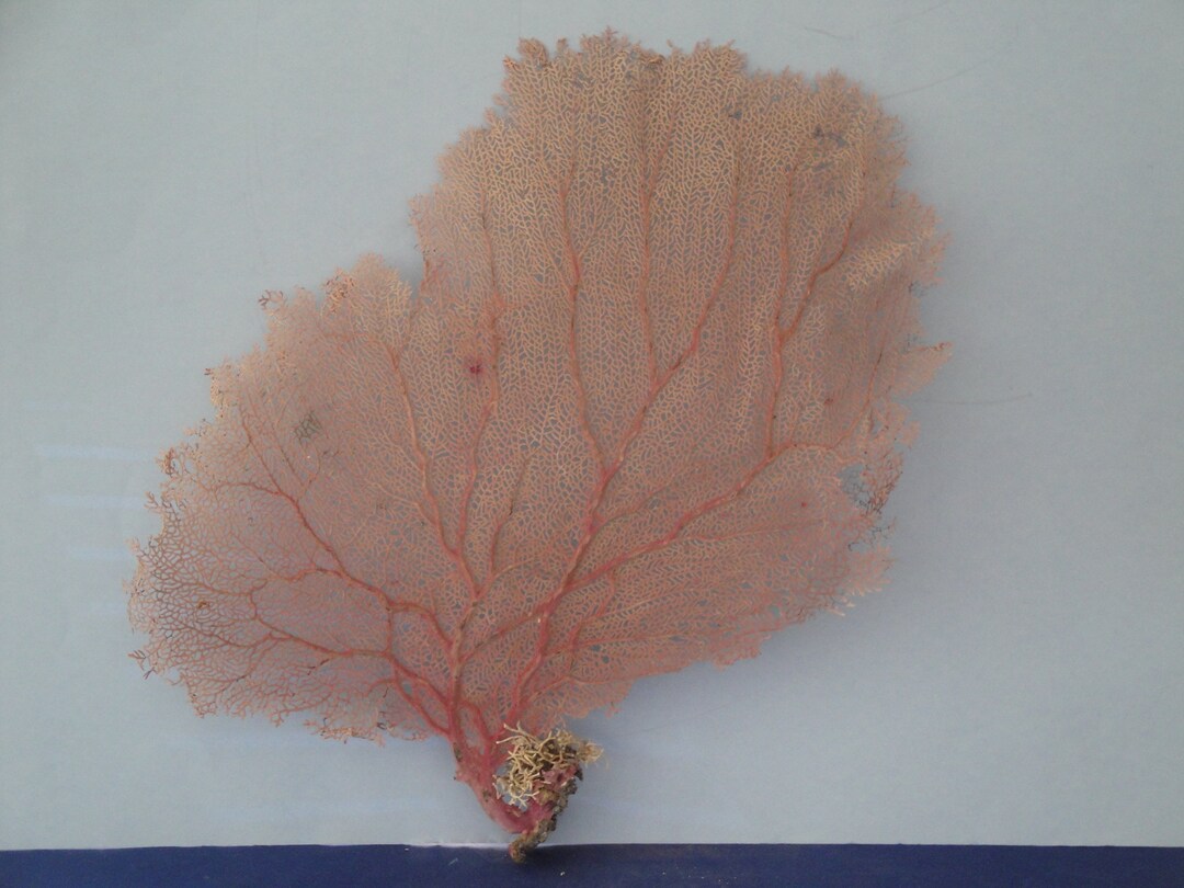 17.6x 16.6 Large Pink Sea Fan Seashells Reef Coral - Etsy