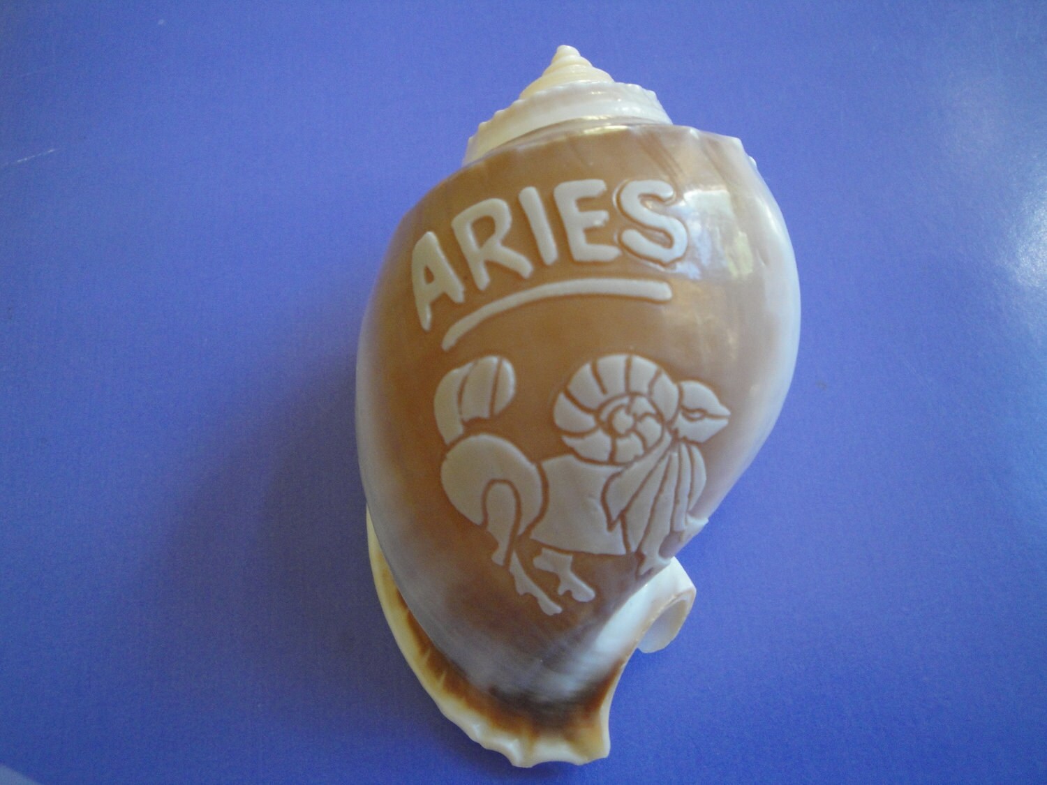 Sea Shell Zodiac Libra Carved Bonnet Shell 3.6 India - Etsy
