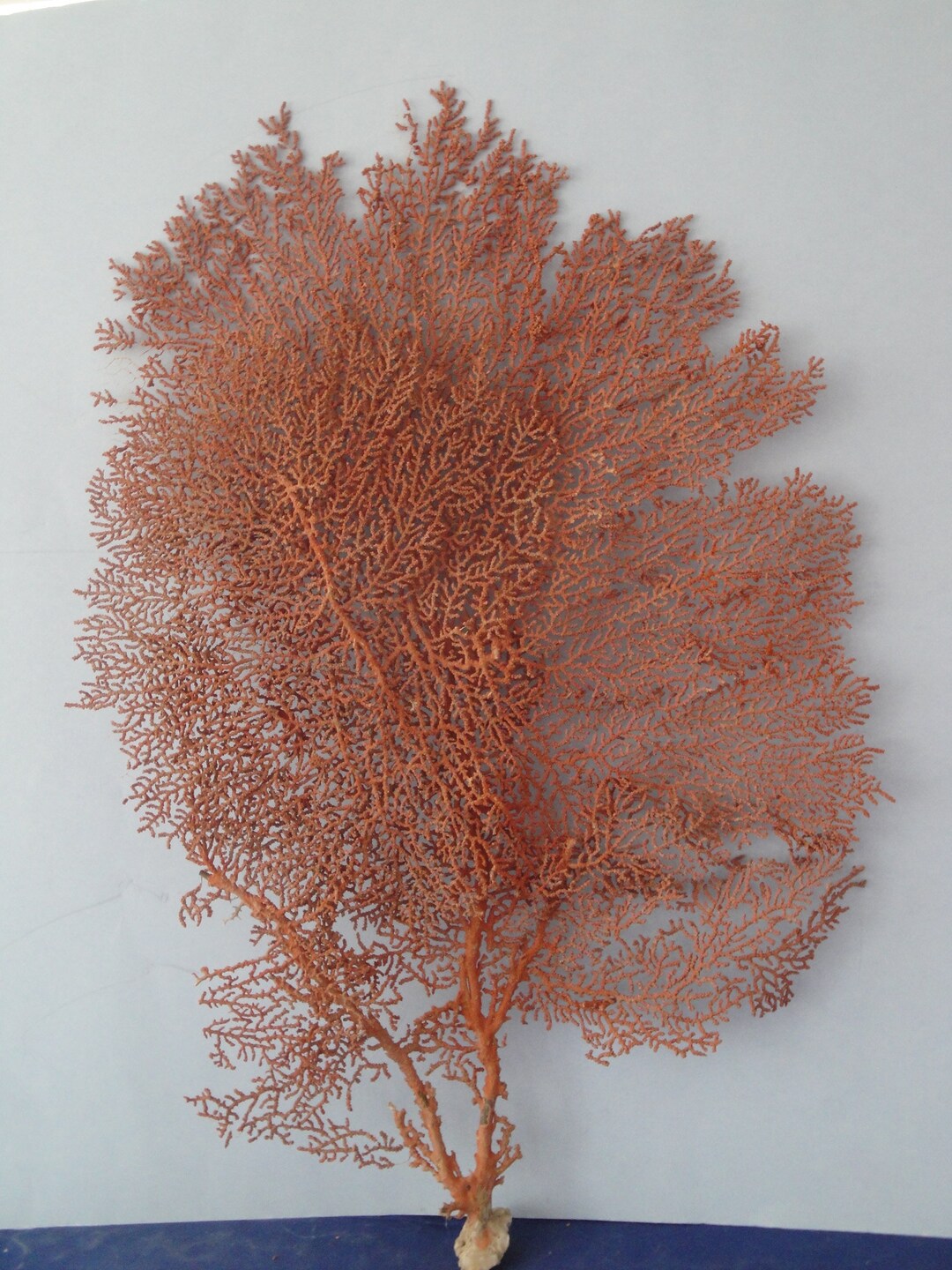 Pacifigorgia Red Color Large Sea Fan 13" X 20" Seashells Reef Coral - Etsy