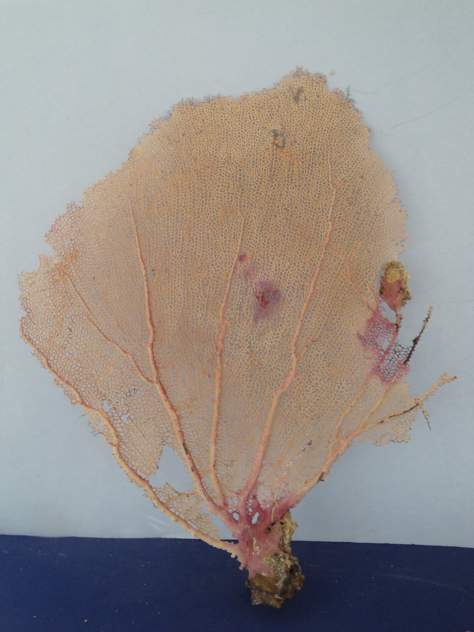 14.5 X 18 Large Bahama Pink Sea Fan Fish Tank Seashells Reef Coral - Etsy