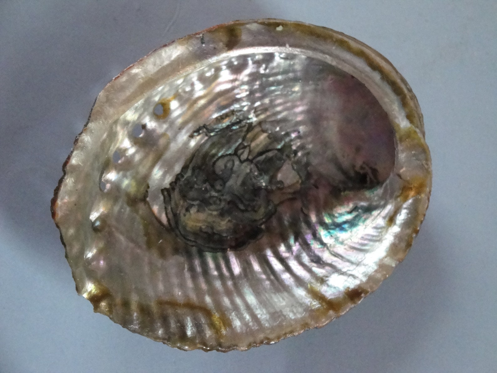 Conchas Marinas Concha 5.2 Concha Verde Abulón. India. | Etsy