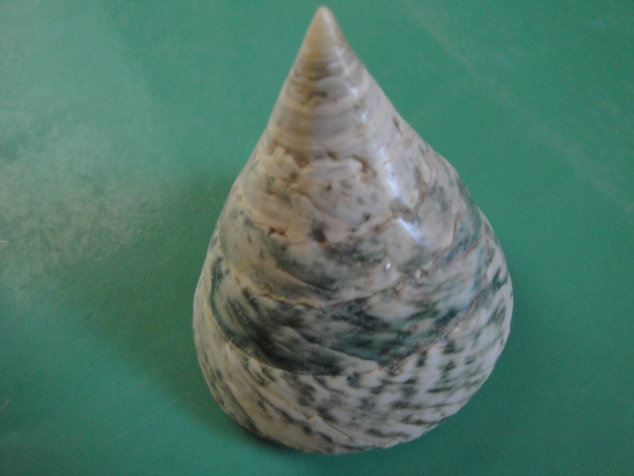 Sea Shell Seashells 2.3 Polished Green Trochus Shell - Etsy