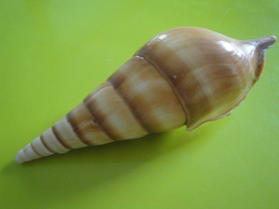 Sea Shell Seashells 4.6" Tibia Curta Shell - Etsy