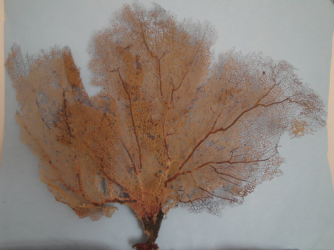 23" X 20" Large Bahama Pink Sea Fan Fish Tank Seashells Reef Coral - Etsy