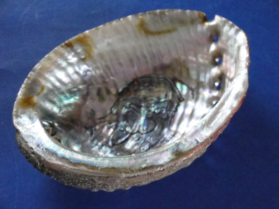 Conchas Marinas Concha 5.2 Concha Verde Abulón. India. | Etsy