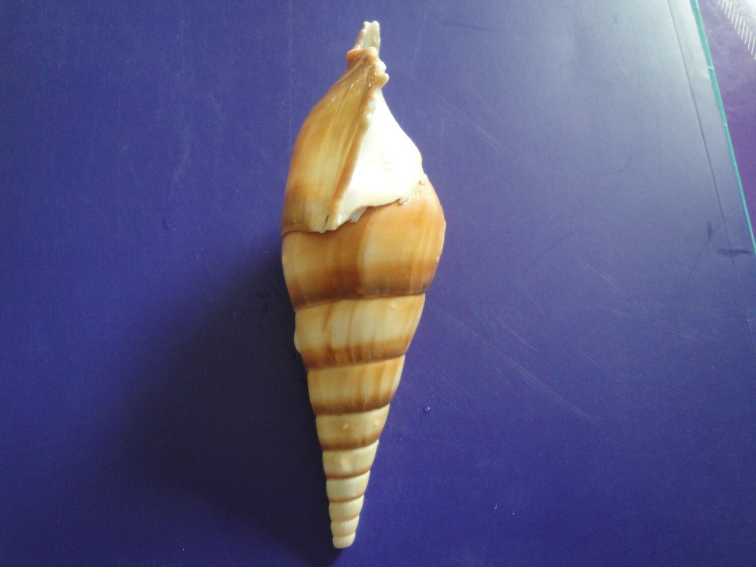 Sea Shell Seashells 4.6 Tibia Curta Shell - Etsy