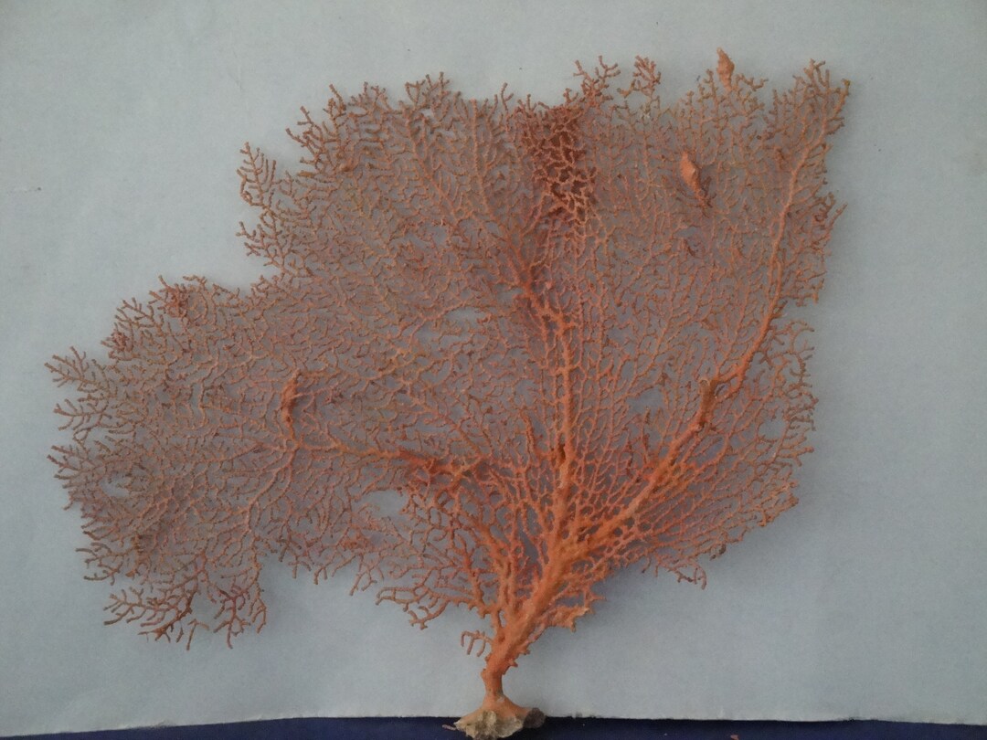 9.6 X 8.6 Pacifigorgia Red Sea Fan Seashells Reef Coral - Etsy