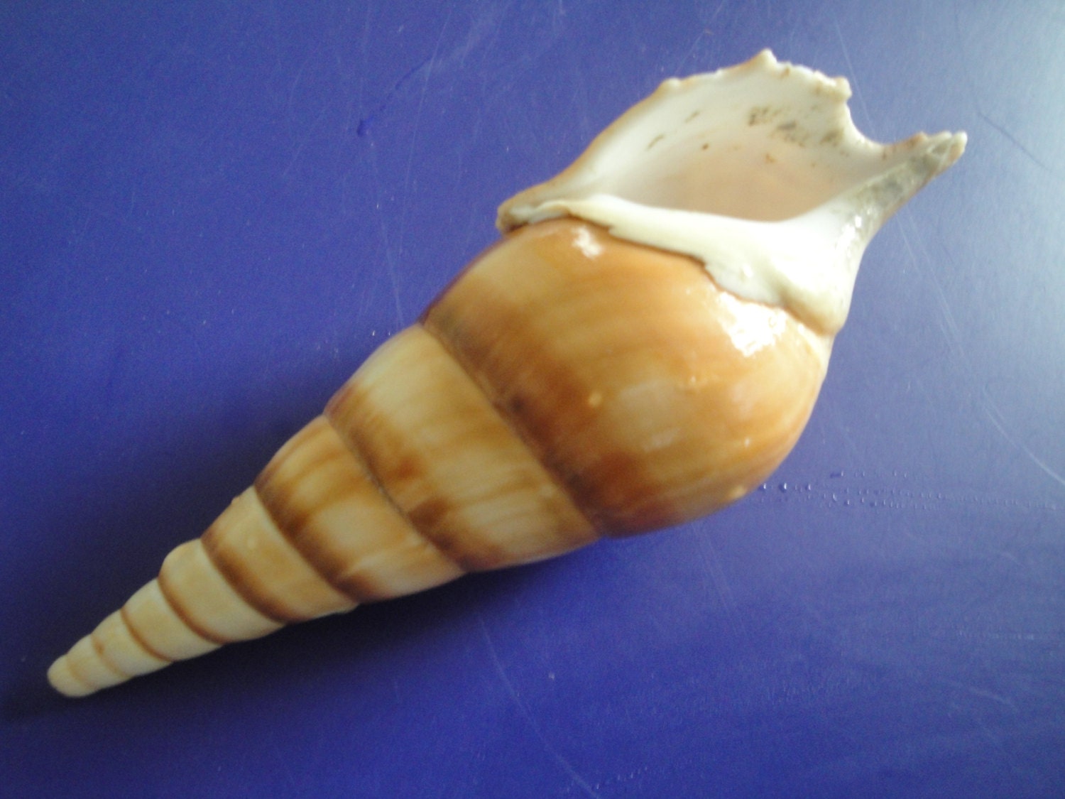 Sea Shell Seashells 4.6 Tibia Curta Shell - Etsy