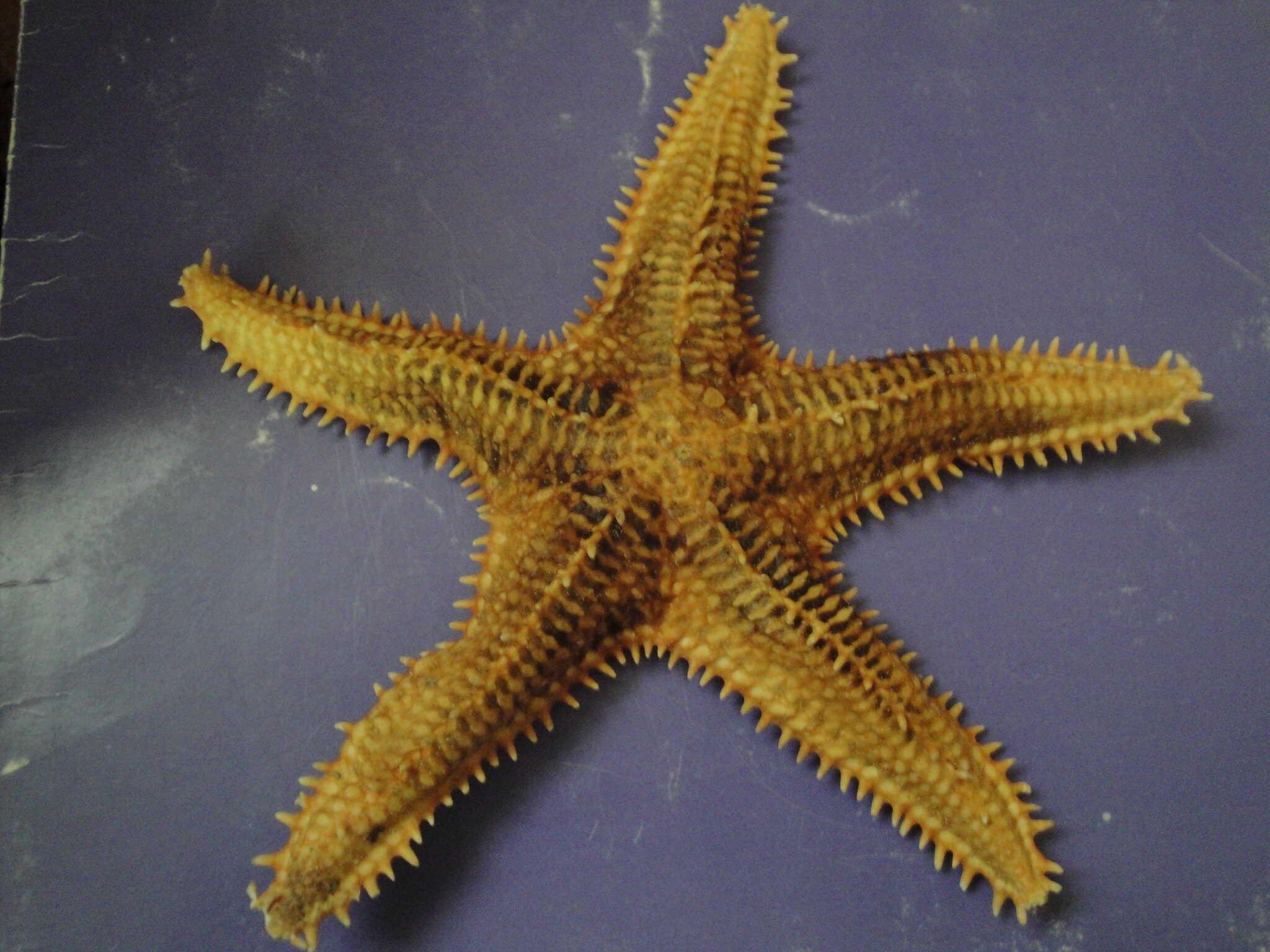 Ceramics & Pottery Seashells Sea Shell 7.5 Large Saw Starfish Sculpting ...