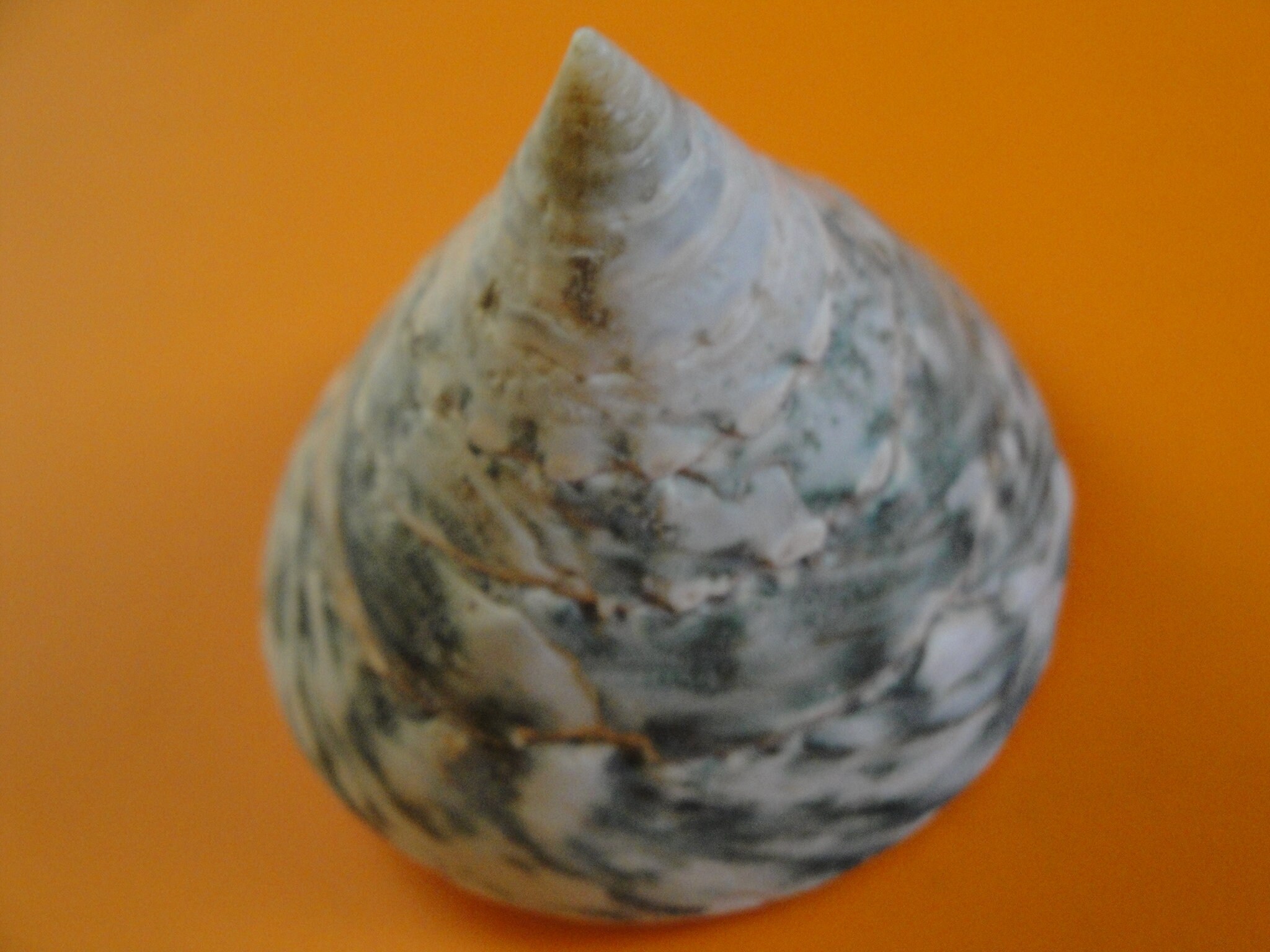 Sea Shell Seashells 2.3 Polished Green Trochus Shell - Etsy